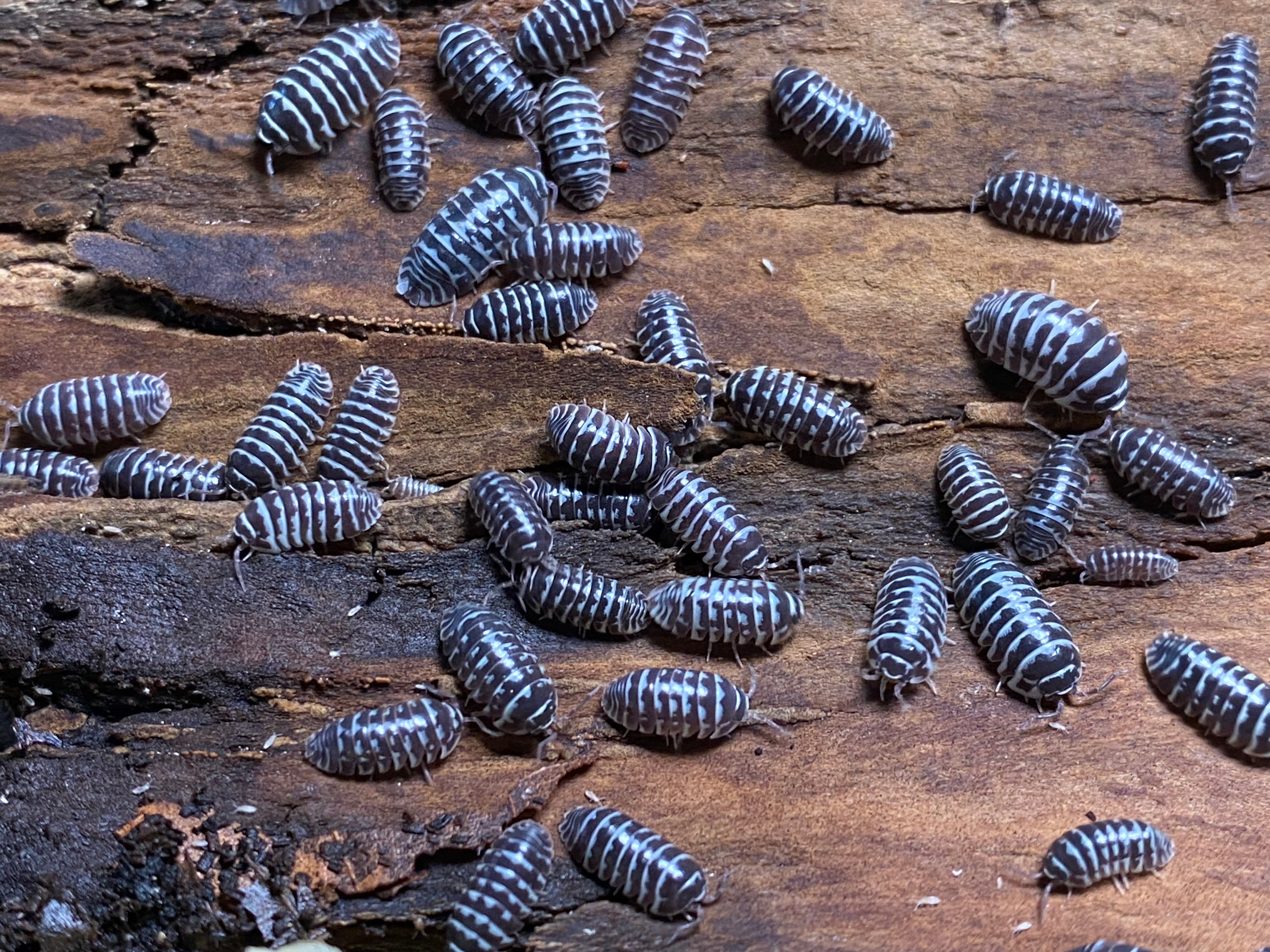 Alle Asseln – World of Isopods