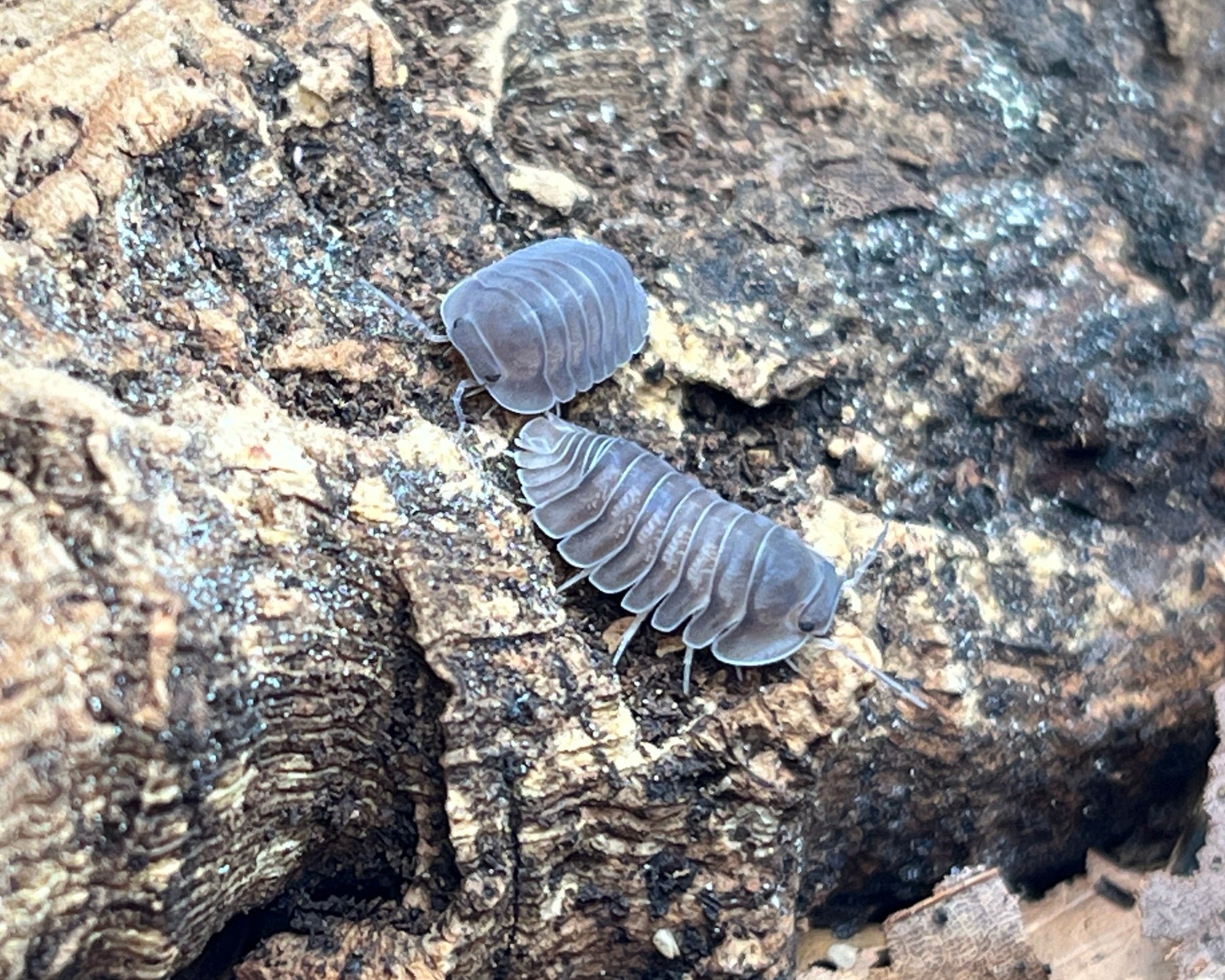 Cubaris sp. "Blue Pigeon" | World-of-Isopods – World of Isopods