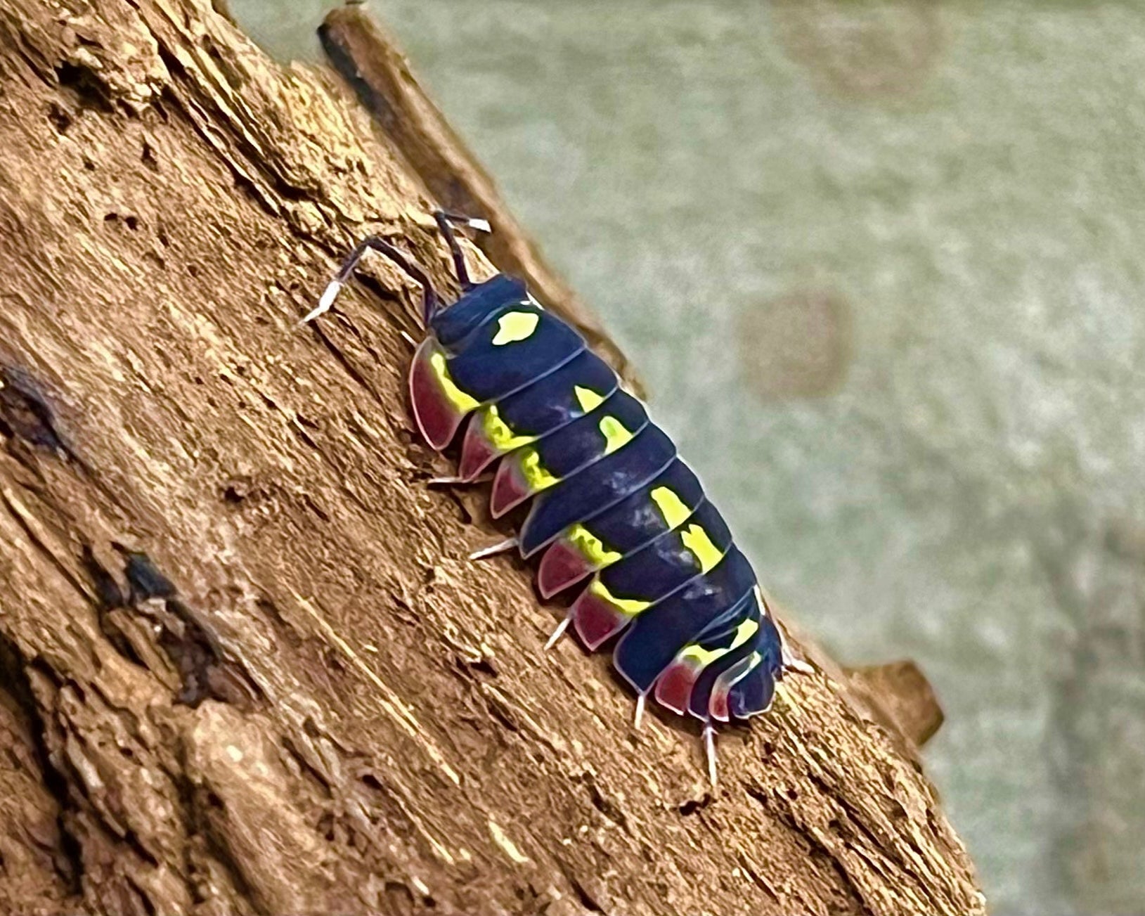 Merulanella sp. "Red Diabolo" | World-of-Isopods – World of Isopods