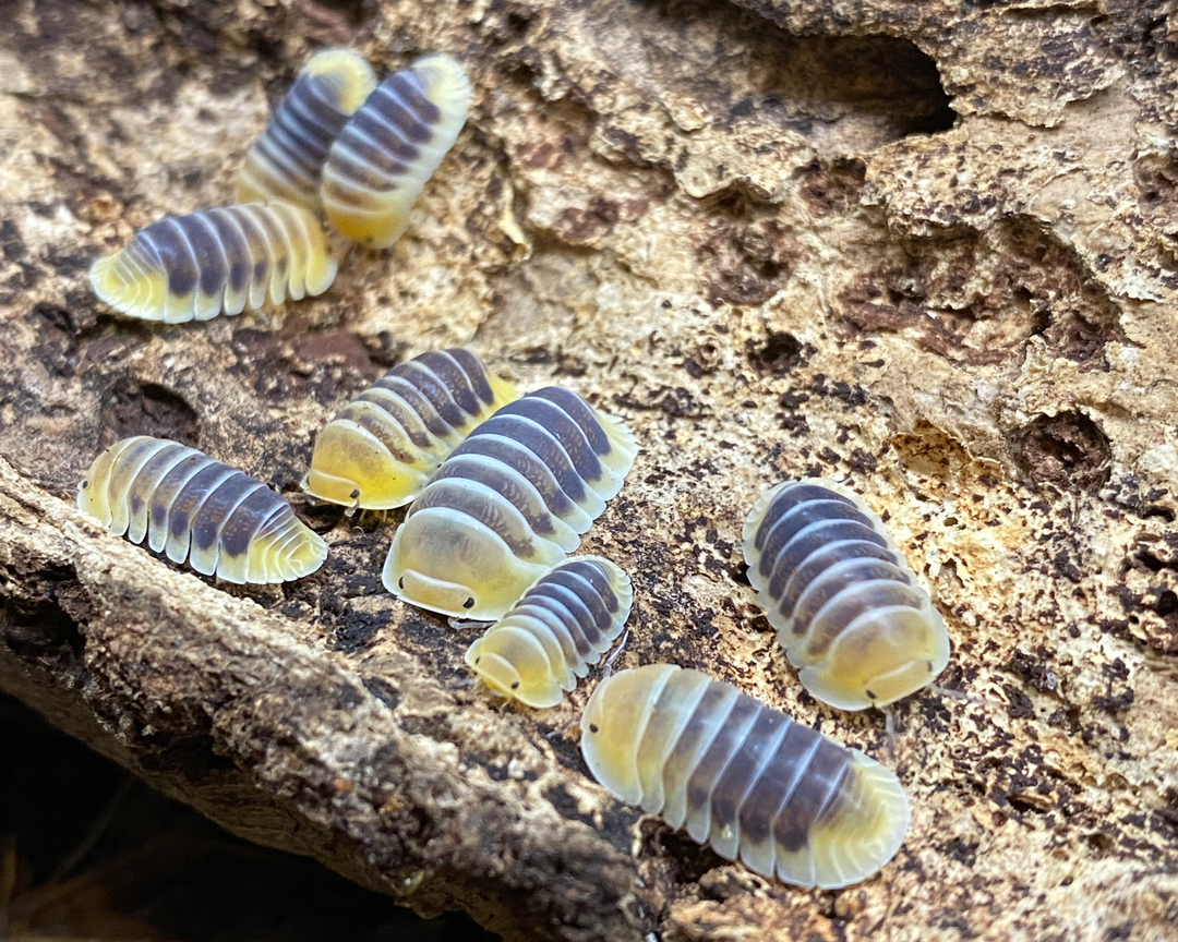 Cubaris sp. "Jupiter" - tropische Zierassel | World-of-Isopods – World ...