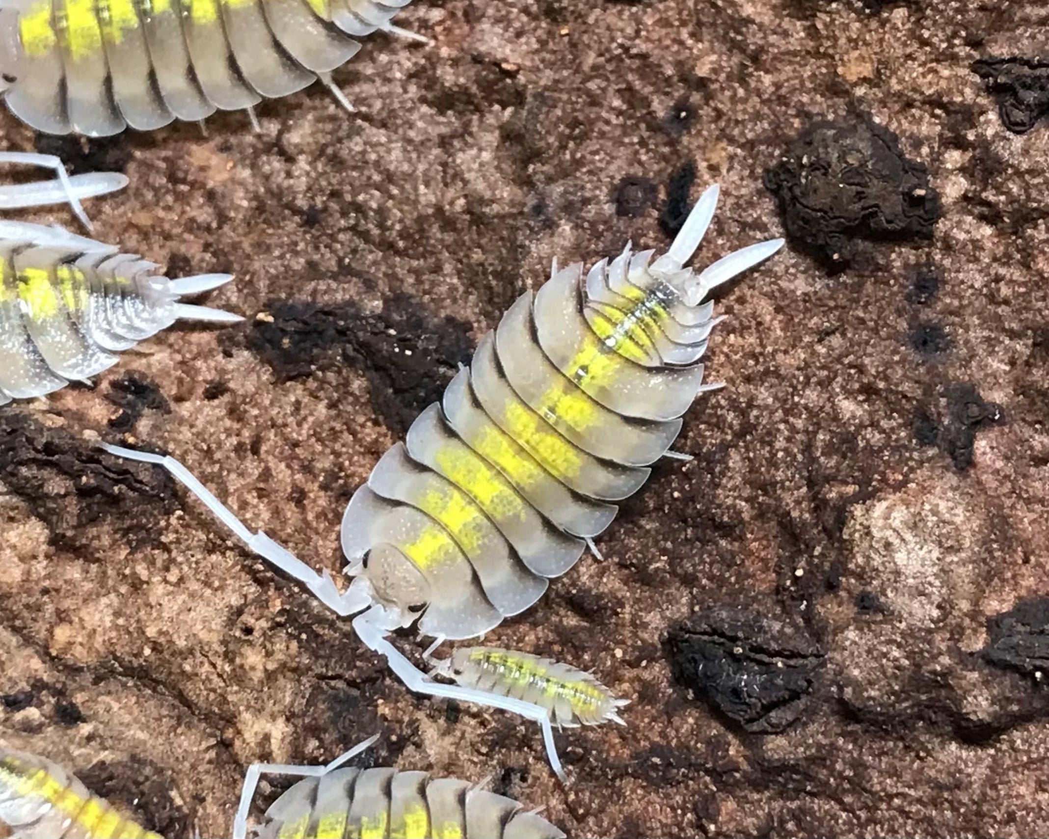Porcellio bolivari "Yellow Ghost" | World-of-Isopods – World of Isopods