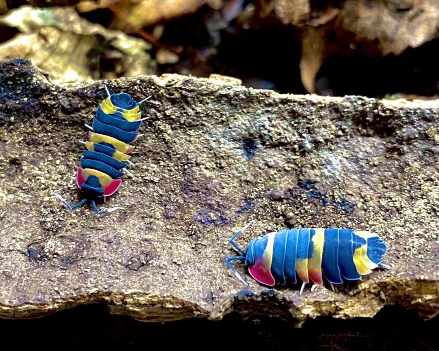 Merulanella sp. "Tricolor" - tropische Zierassel | World-of-Isopods ...