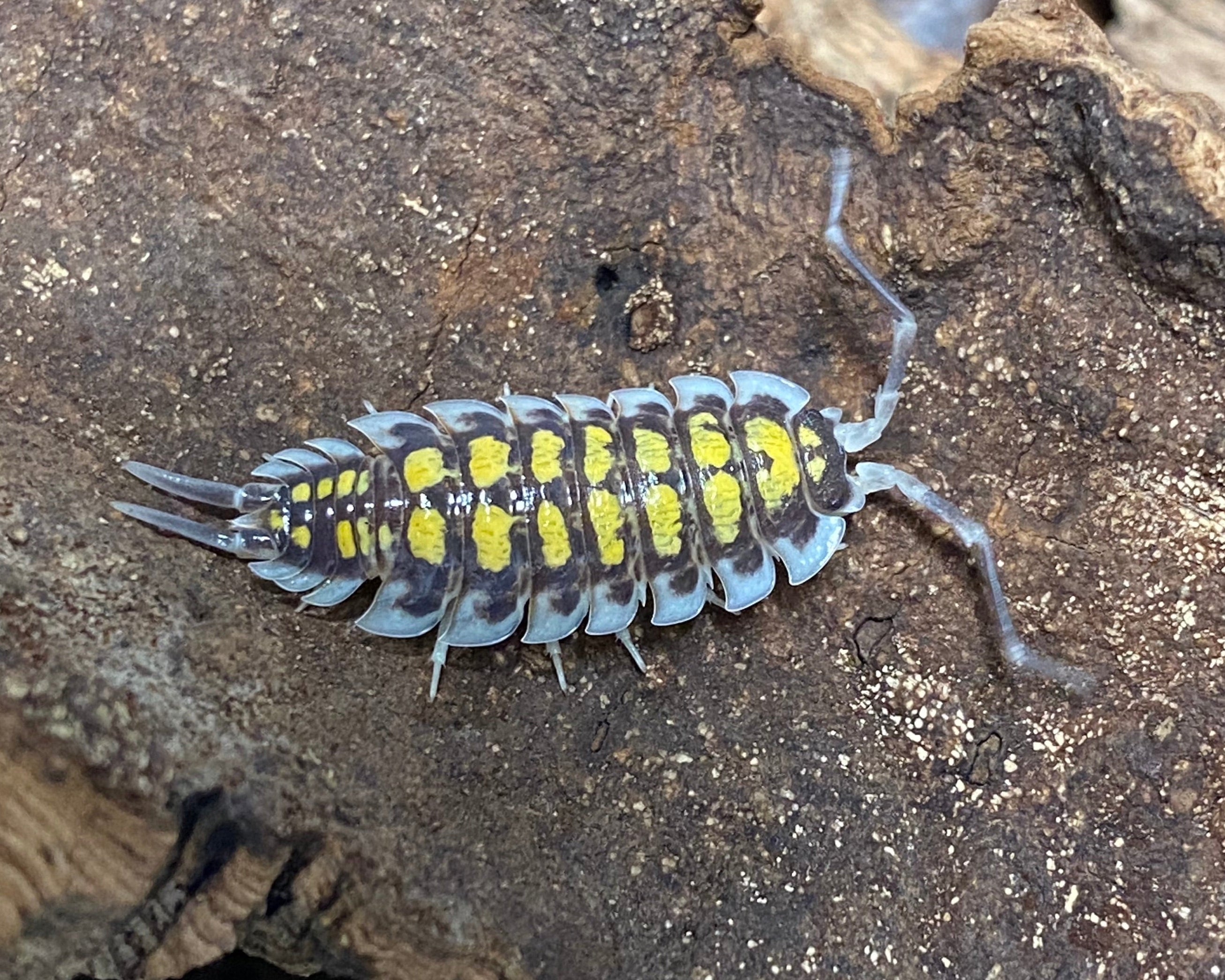 Porcellio haasi "High Yellow" | World-of-Isopods – World of Isopods