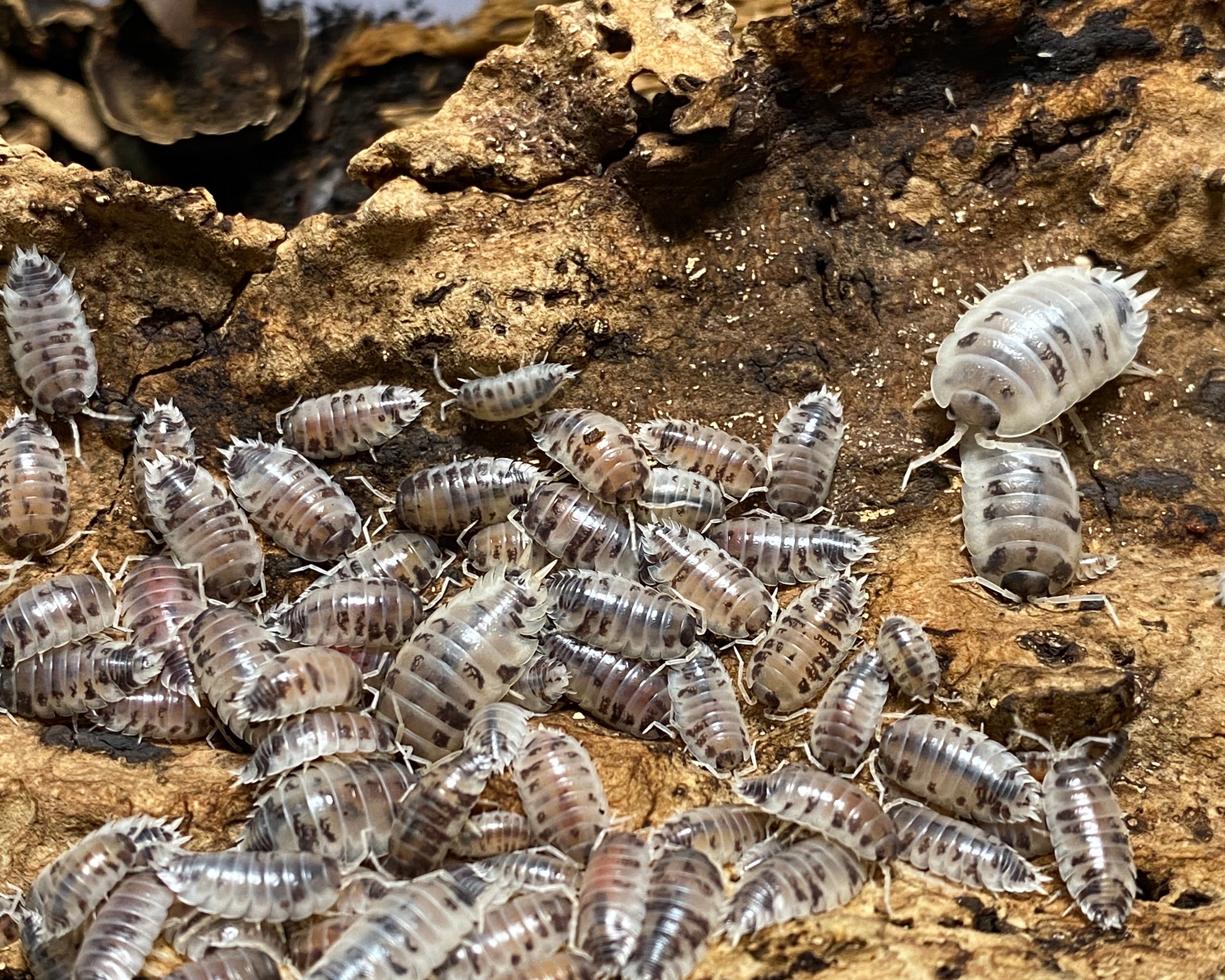 Porcellio laevis "Panda" | World-of-Isopods – World of Isopods