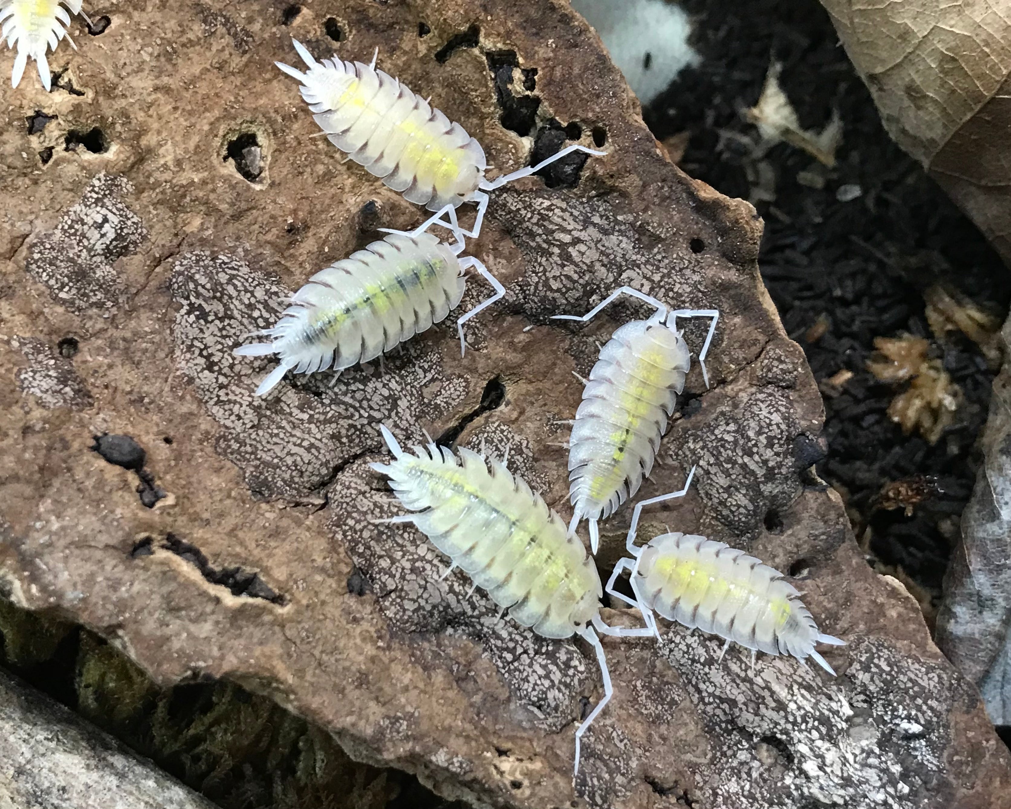 Porcellio bolivari "Lemonade" | World-of-Isopods – World of Isopods