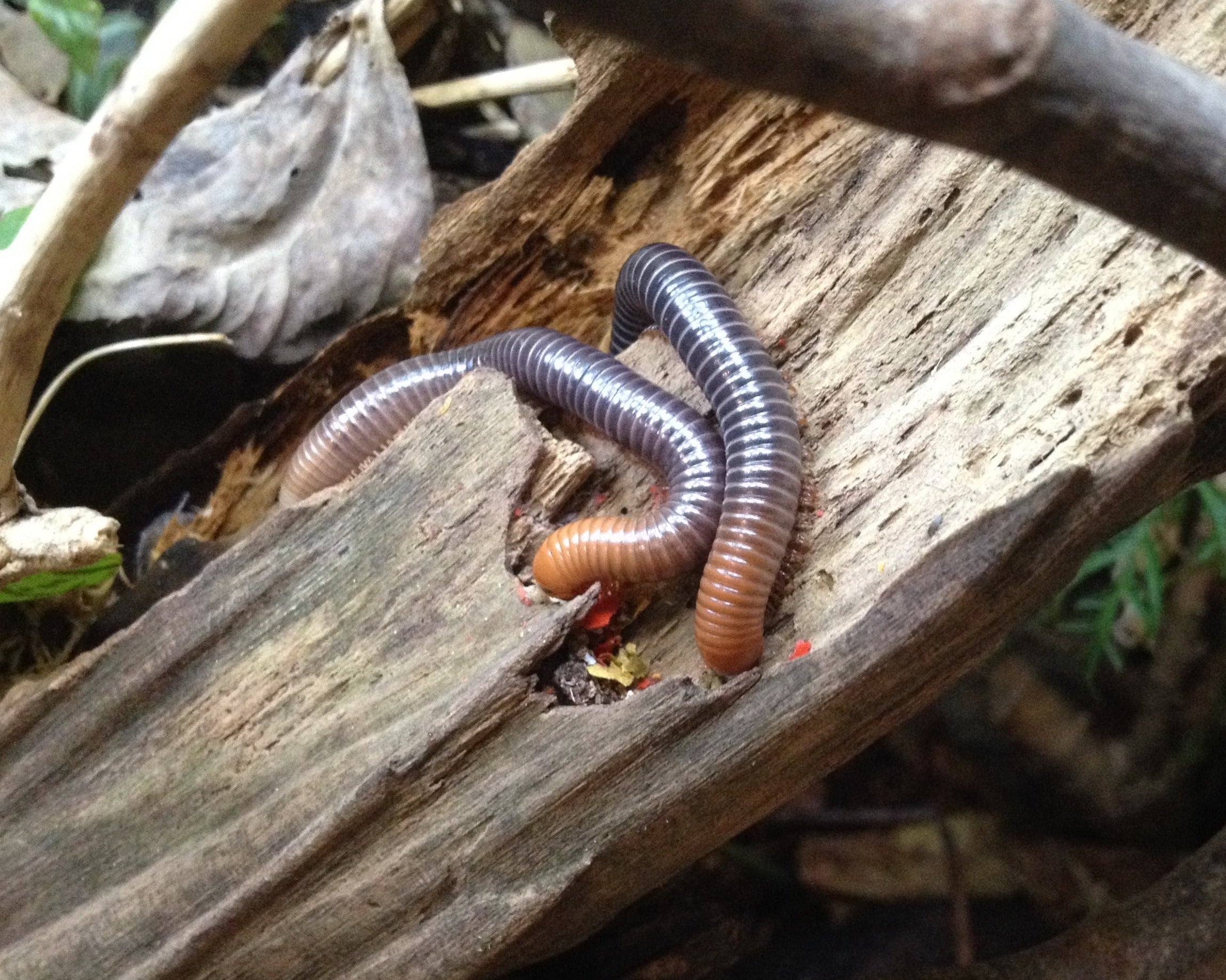 Spirostreptus servatius - Tausendfüsser | World-of-Isopods – World of ...